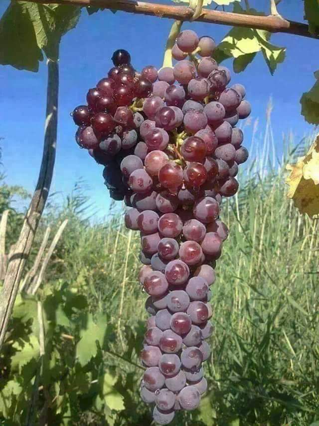 Historia de la uva en República Dominicana