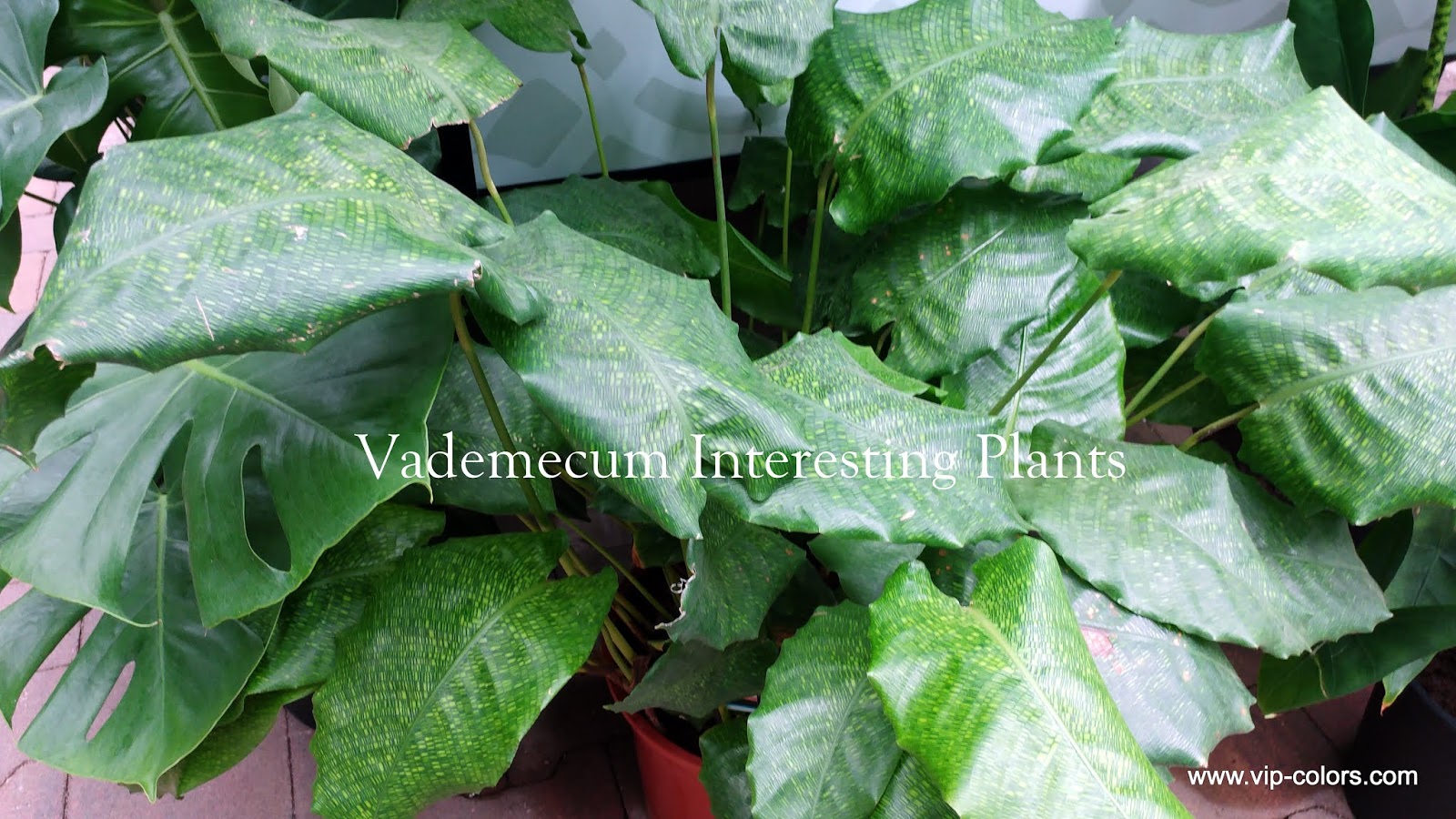 Vademecum Interesting Plants: Calathea hybrid - Kalatea hybrydowa