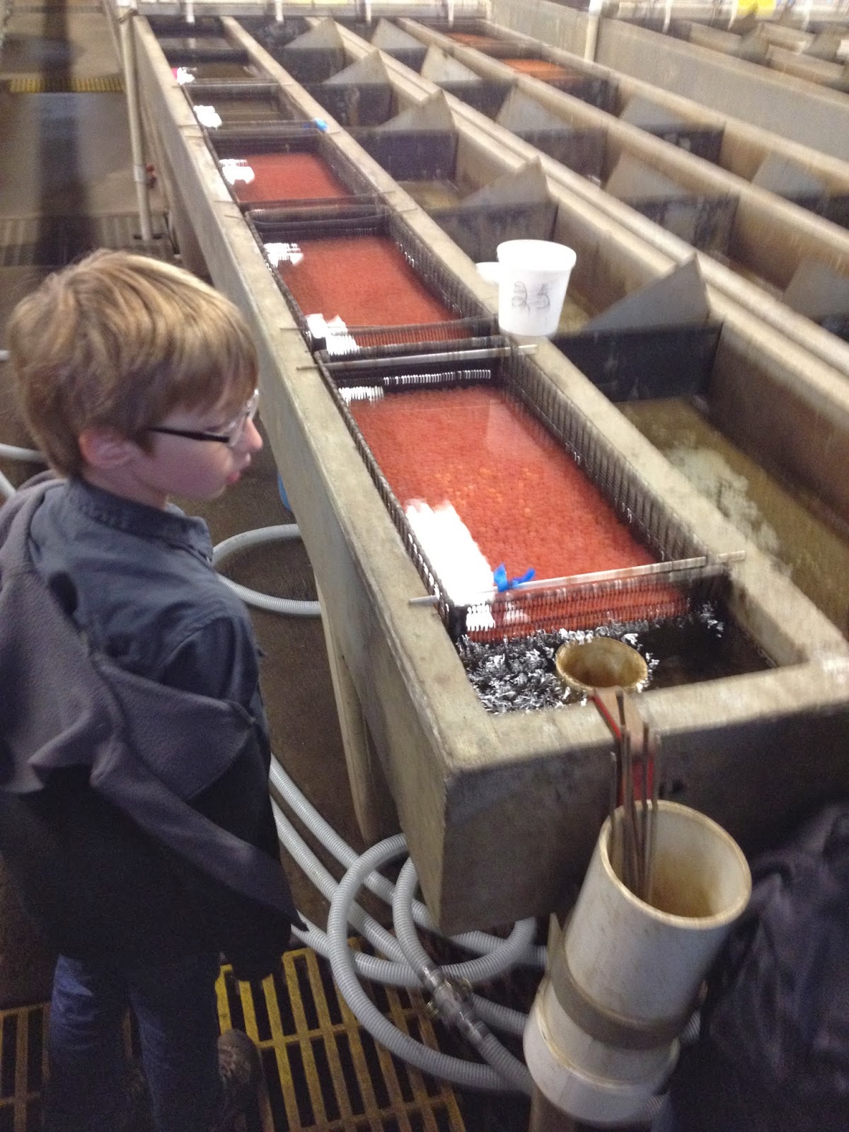 Seabury Pioneers: Soos Creek Salmon Hatchery