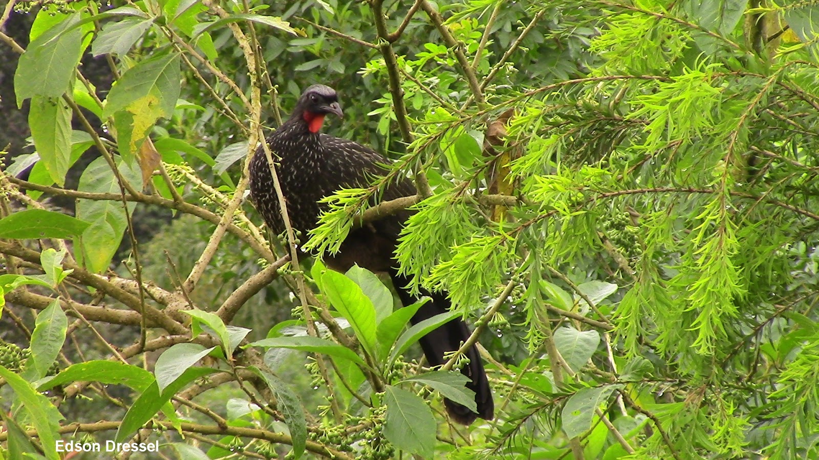 COAMA - Clube dos Observadores de Aves da Mata Atlântica - Joinville ...