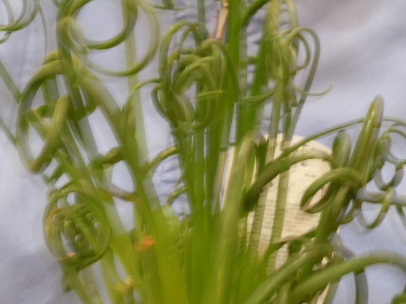 Frizzle Sizzle is a Corkscrew Plant