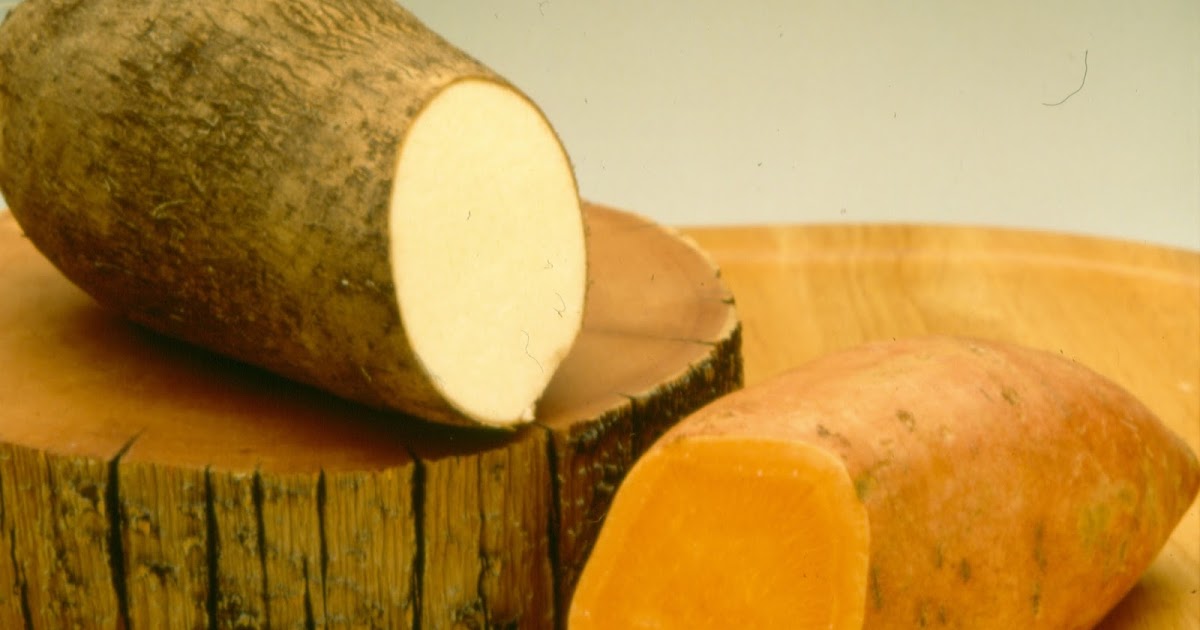 UCTP Taino News "Did You Know" Files: Batata and ahe (aje) are Taíno