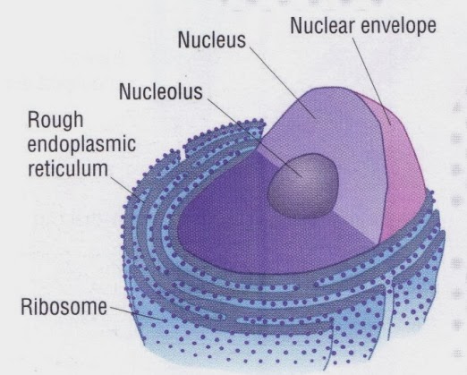 The BioLogs: CAPE 1 - CELLS and CELL STRUCTURE