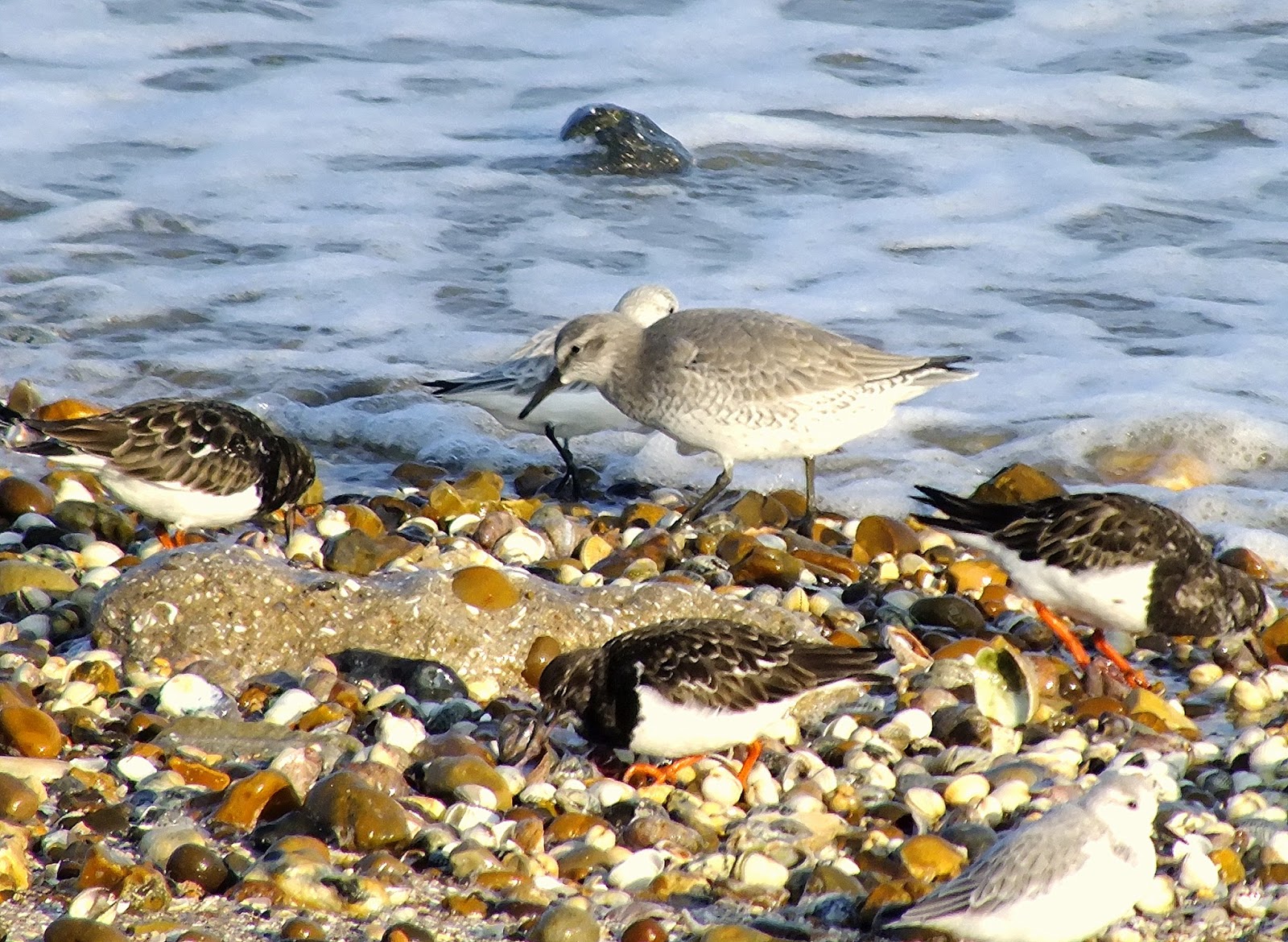 Tick 'n' go Birding: Capel Fleet & Shellness gets us 7 ticks.