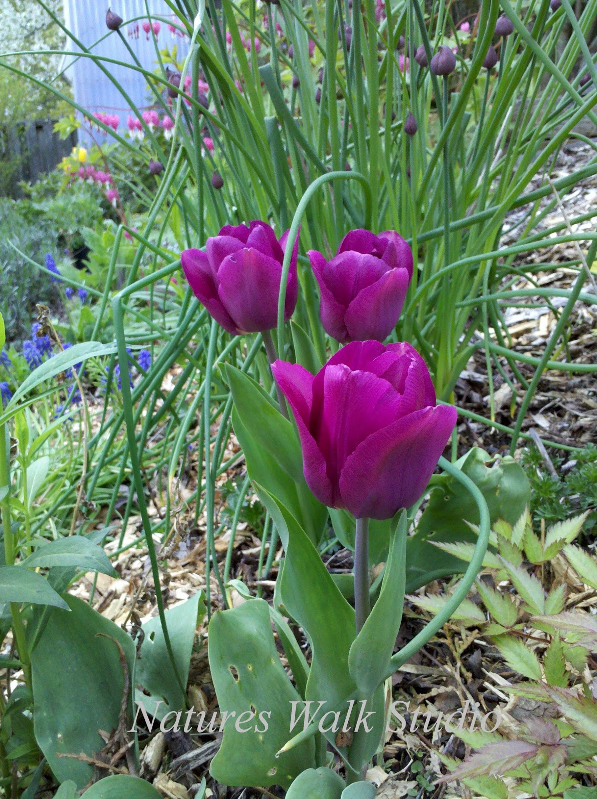 Natures Walk Studio: HuMp DaY Haiku - Purple Tulips