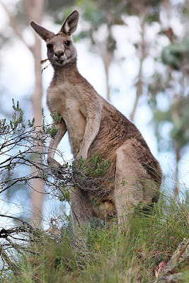 Informasi Tentang Kanguru | Fauna Gue