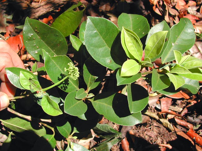 Flora de Puerto Rico Ilustrada Papo Vives: NYCTAGINACEAE PISONIA ALBIDA ...