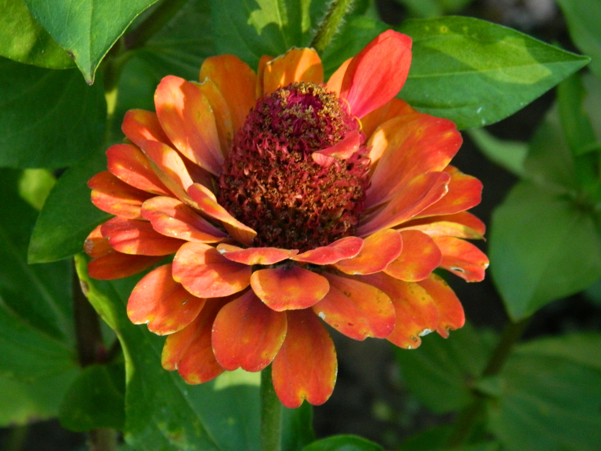 LA MULTI ANI, ROMANIA!: Carciumarese (zinnia)