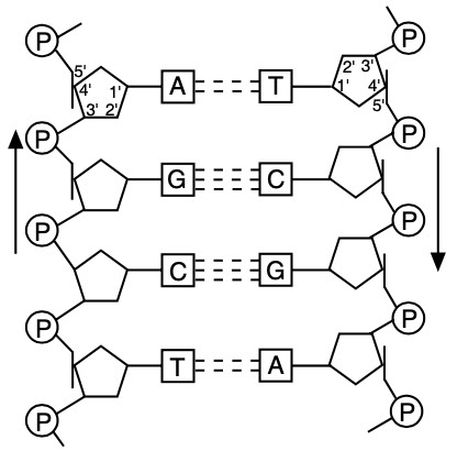 Gambarlah struktur DNA dengan jumlah nukleotida sebanyak 8 - Mas Dayat