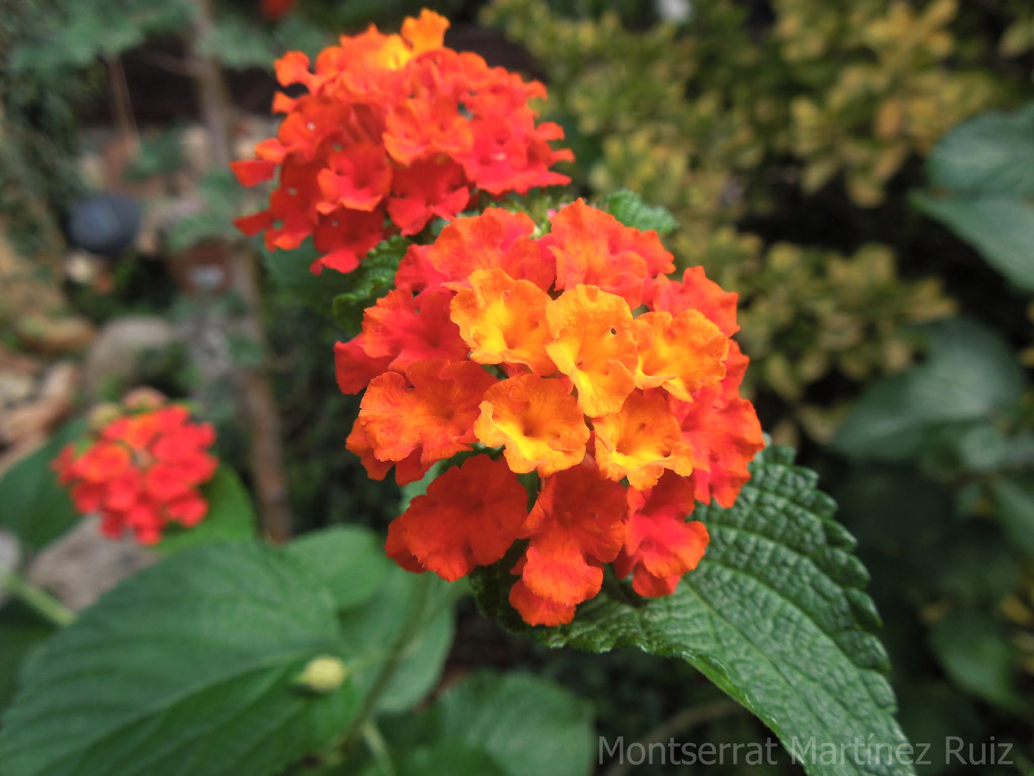 LANTANA CAMARA var. Sanguinea - BOTÀNIC SERRAT