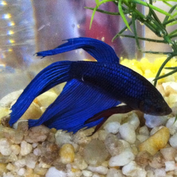 Freshwater Frenzy: Betta Fin and Tail Varieties