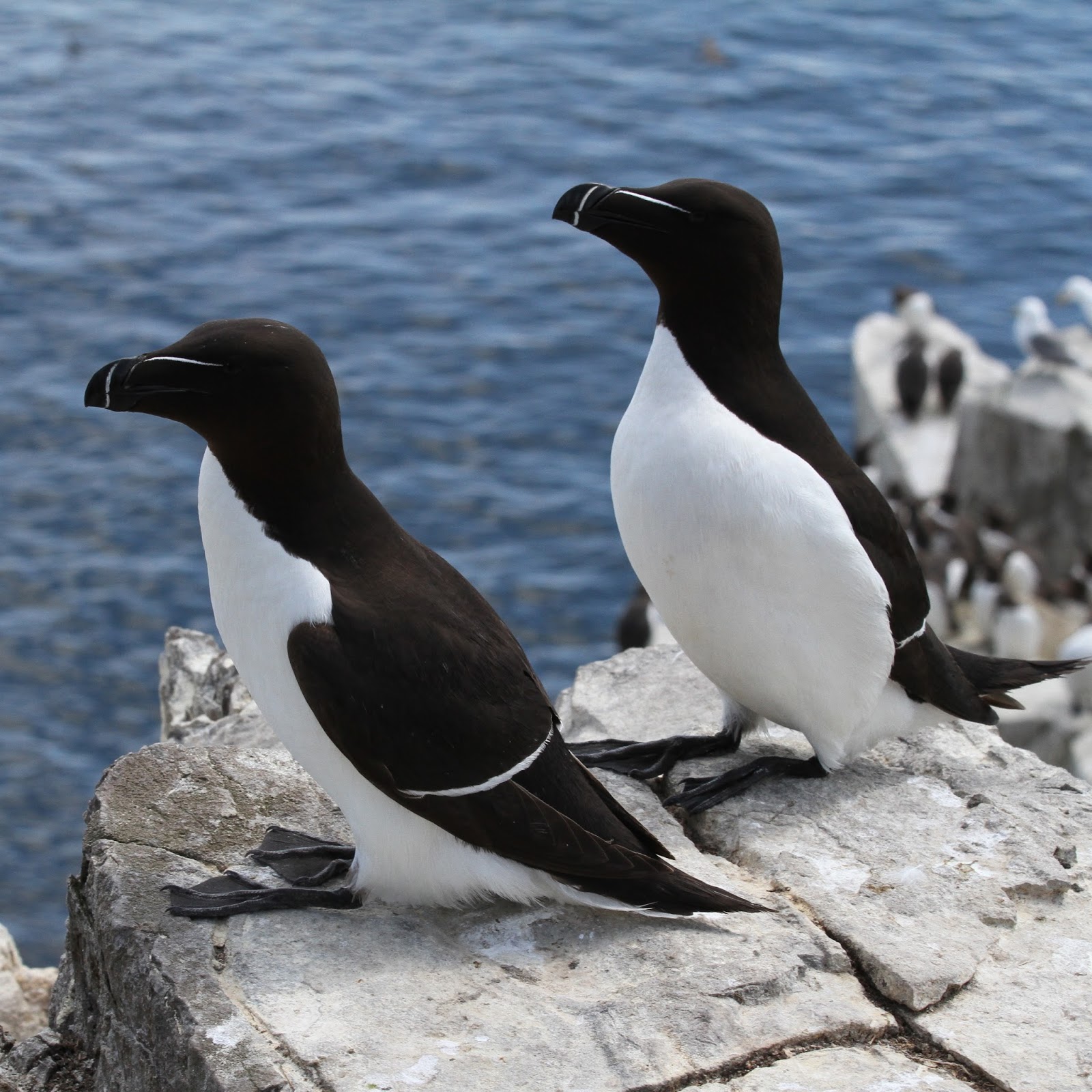 TrogTrogBlog: Bird of the week - Razorbill