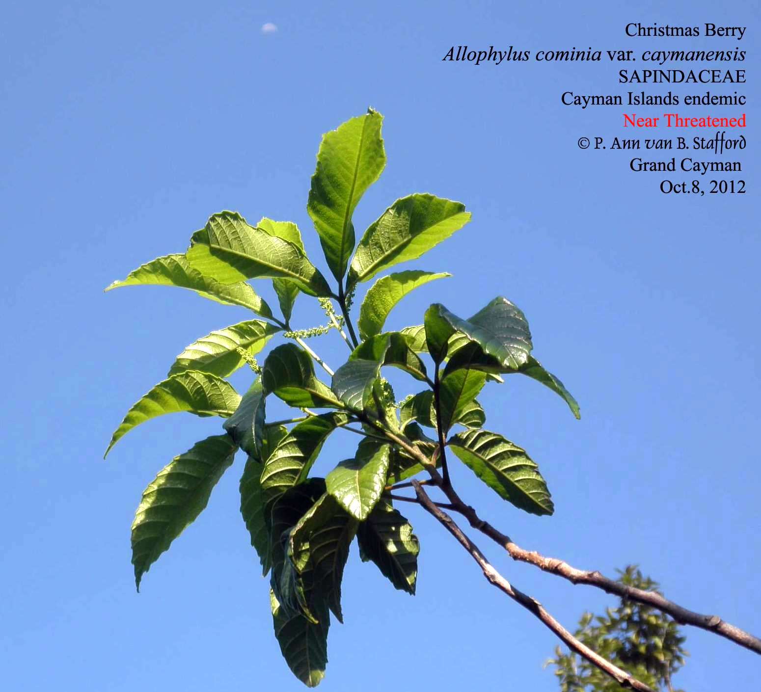 CaymANNature: Earth Day - Cayman’s native plants for native wildlife