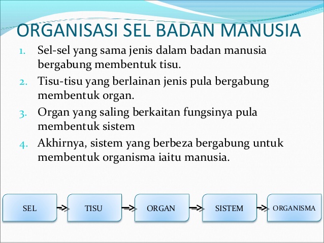 SEL- SEL DALAM BADAN MANUSIA- PBL 1 2020