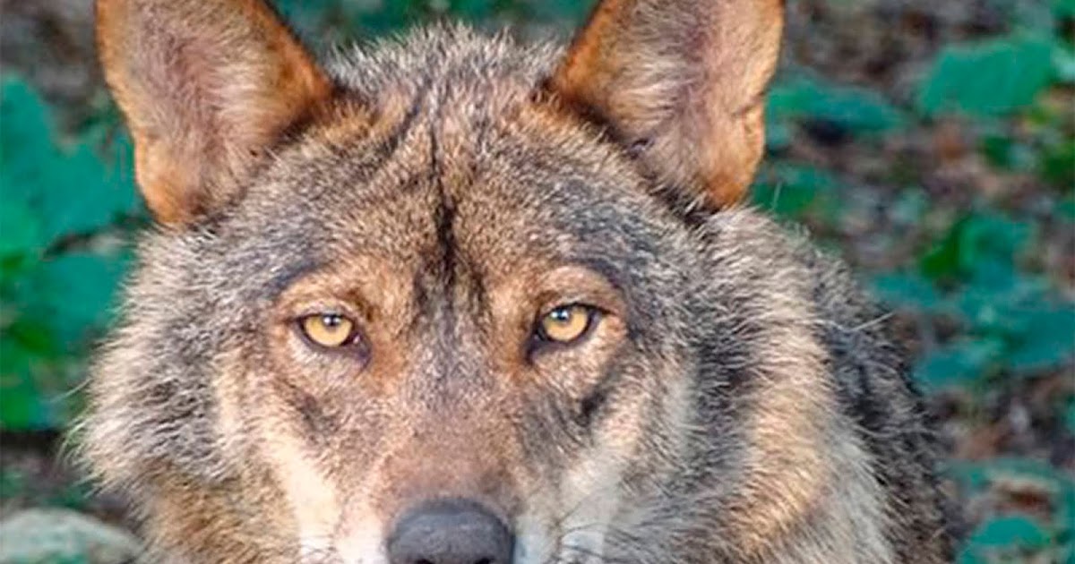 Manzorga : La mala fama del lobo