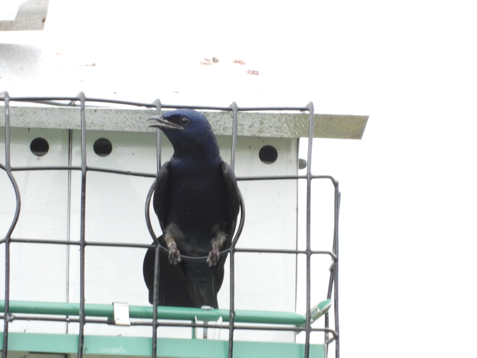 Bird & Travel Photos, Birding Sites, Bird Information: PURPLE MARTIN ...