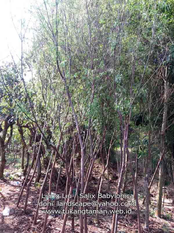 Jual Pohon Liang Liu | Salix Babylonica | Janda Merana ~ TUKANG TAMAN