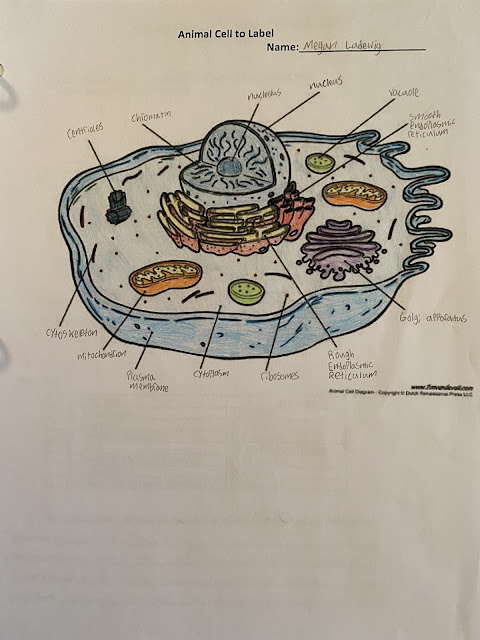 Homeschool Happenings: Apologia Biology
