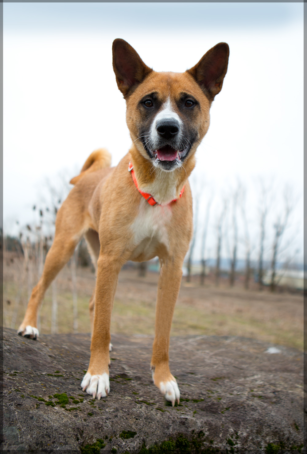Shelter Dogs of Portland: "KYRAH" unique med sz Akita mix
