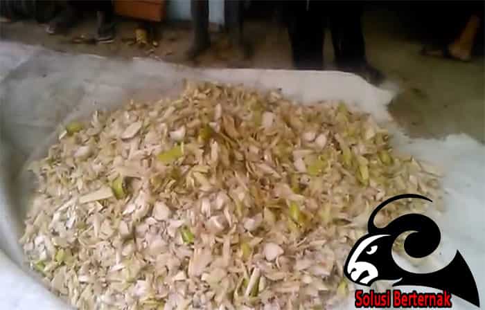 Cara Membuat Pakan Fermentasi Untuk Domba - Solusi Berternak
