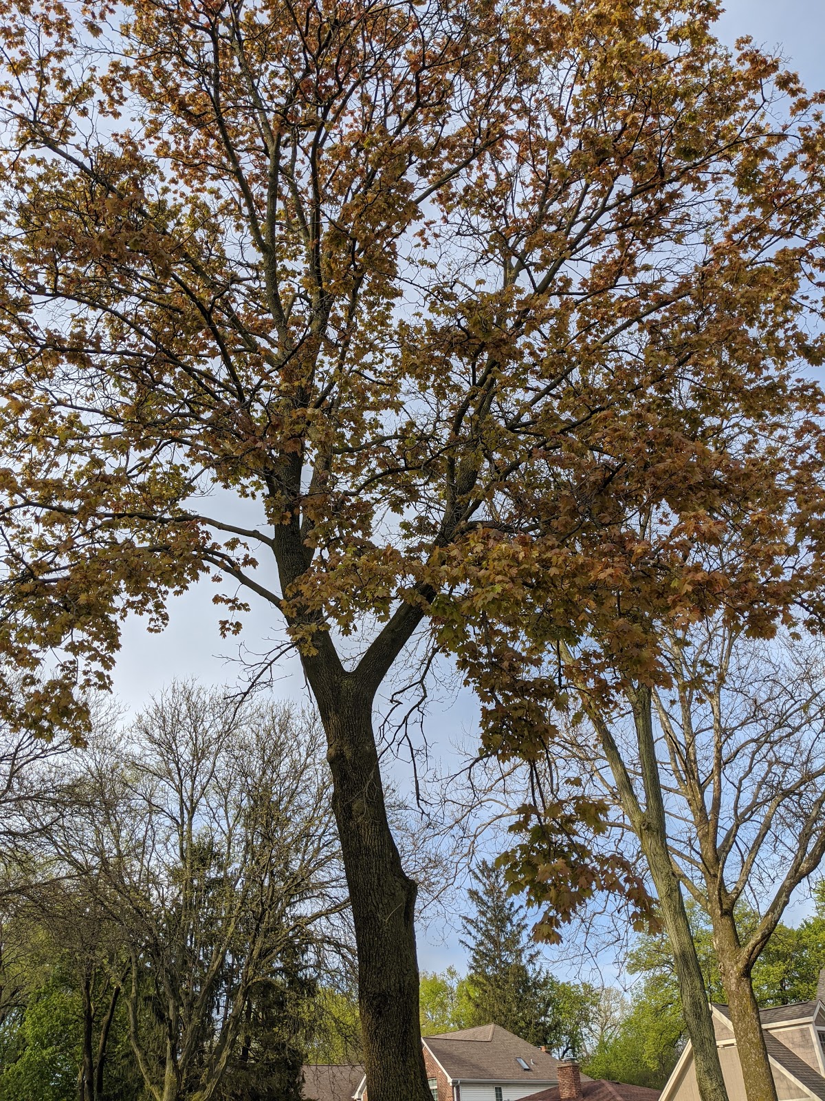 Our Parkway Maple Tree: Spring Color