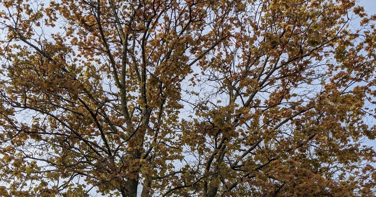 Our Parkway Maple Tree: Spring Color