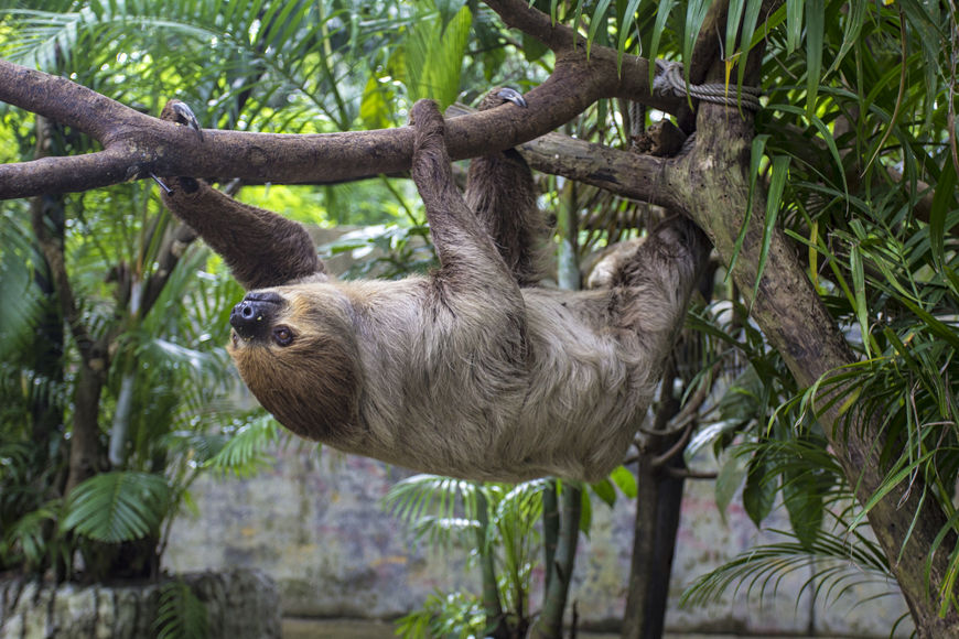 Sloth: Habits, Diet and Other Facts