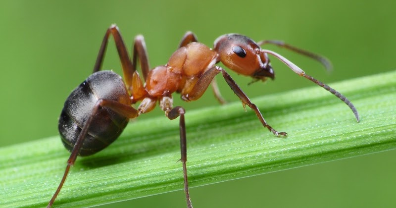 What Would Happen If An Ant Falls From A Skyscraper? Physics Has the ...