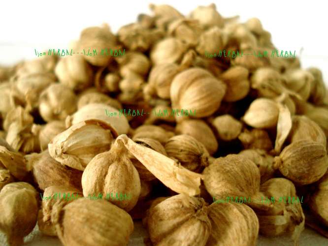 Tradisional Sehat: Khasiat Kapulaga