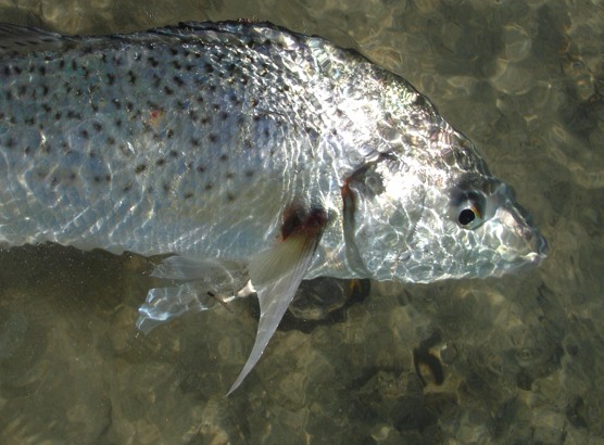 born to fly fish: Grunter Season is upon us