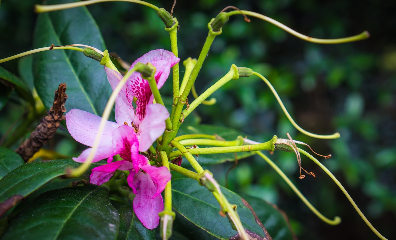 A Minute in the Life of Maria: Capri, Italy