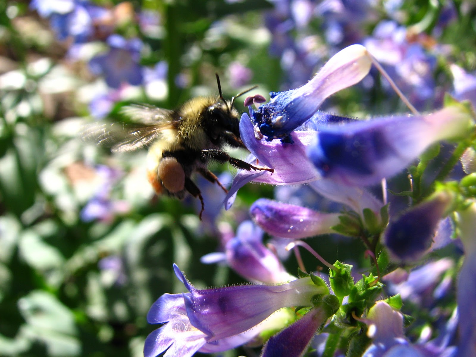 Flora montana: April 2013