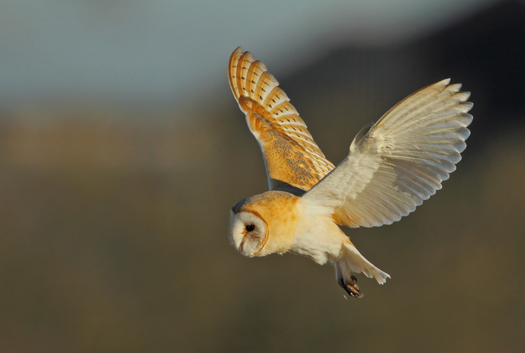 Martin Jump Wildlife Photographer: January 2013