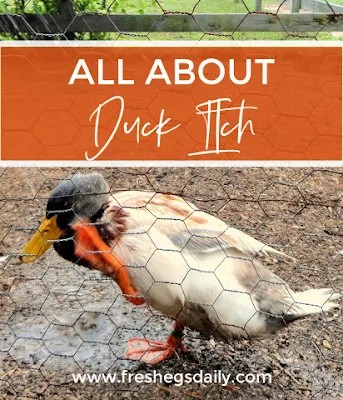 I Did a Bad Bad Thing | Dogs and Duck Itch - Fresh Eggs Daily® with ...