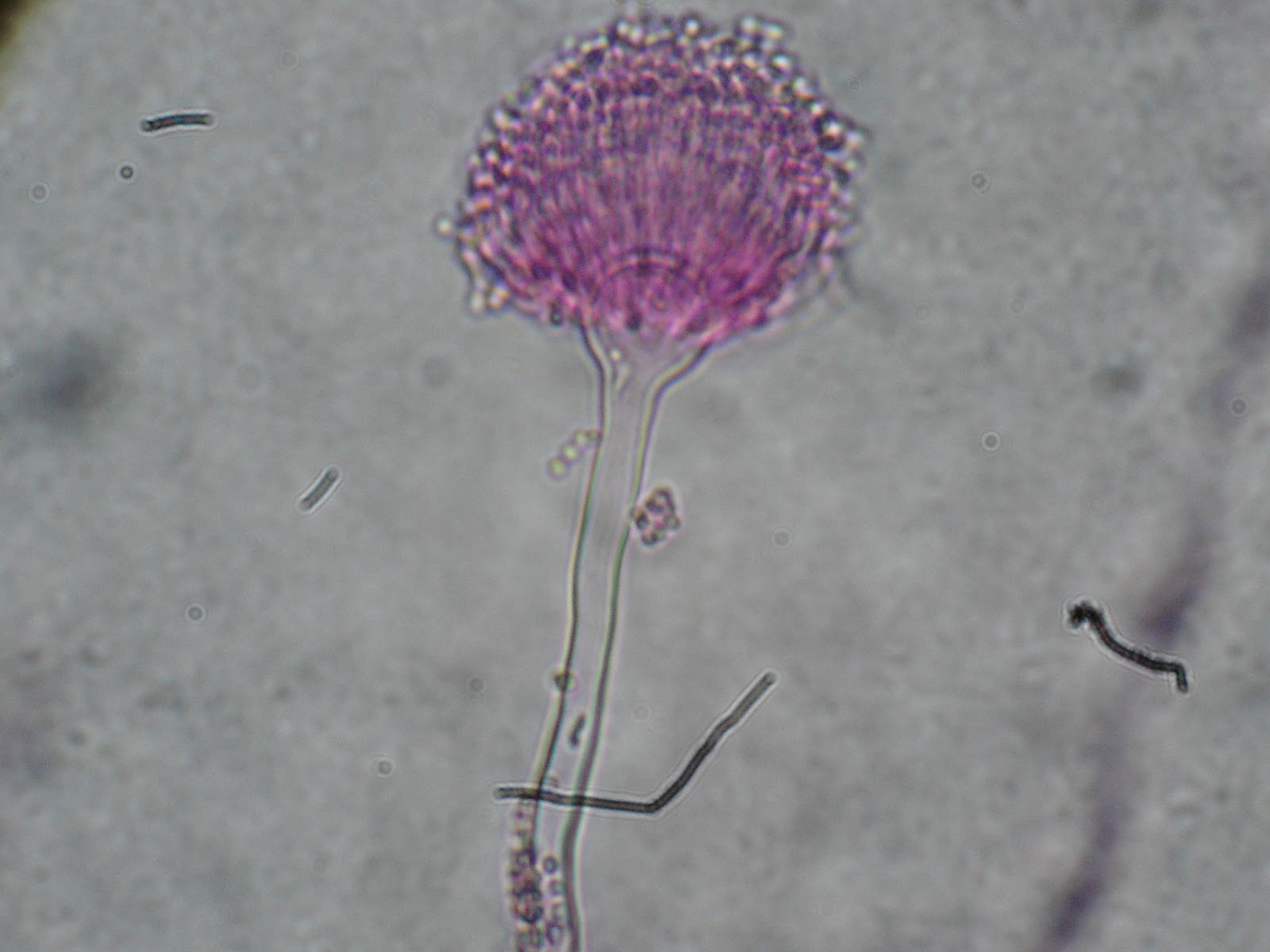 Sustainable Mycology: Aspergillus terreus