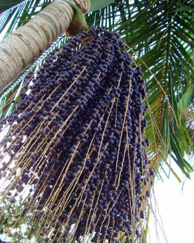 Palmeira-juçara (Euterpe edulis): uma importante espécie botânica da ...