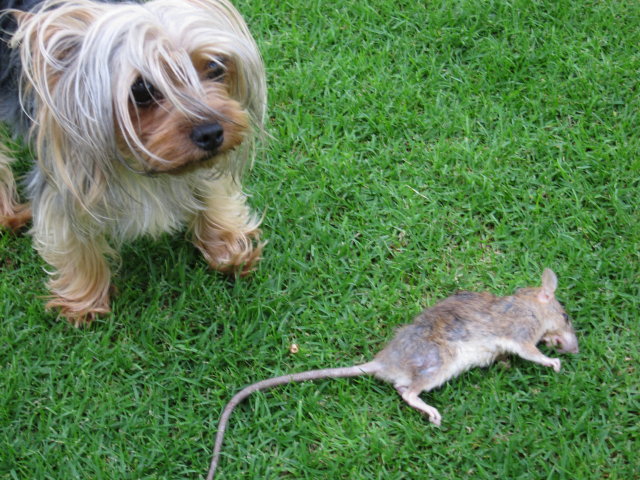 oodles of gratitude : The Yorkie Exterminator