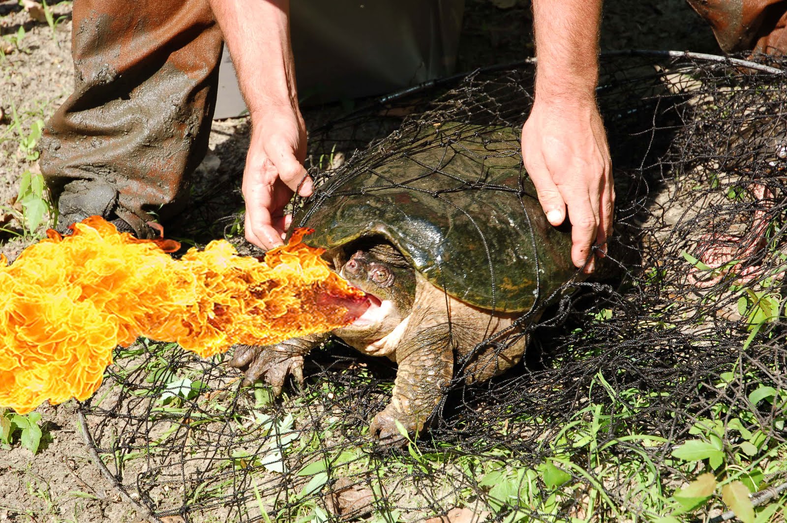 Surviving Motherhood: Have You Ever Seen a Fire-breathing Turtle?