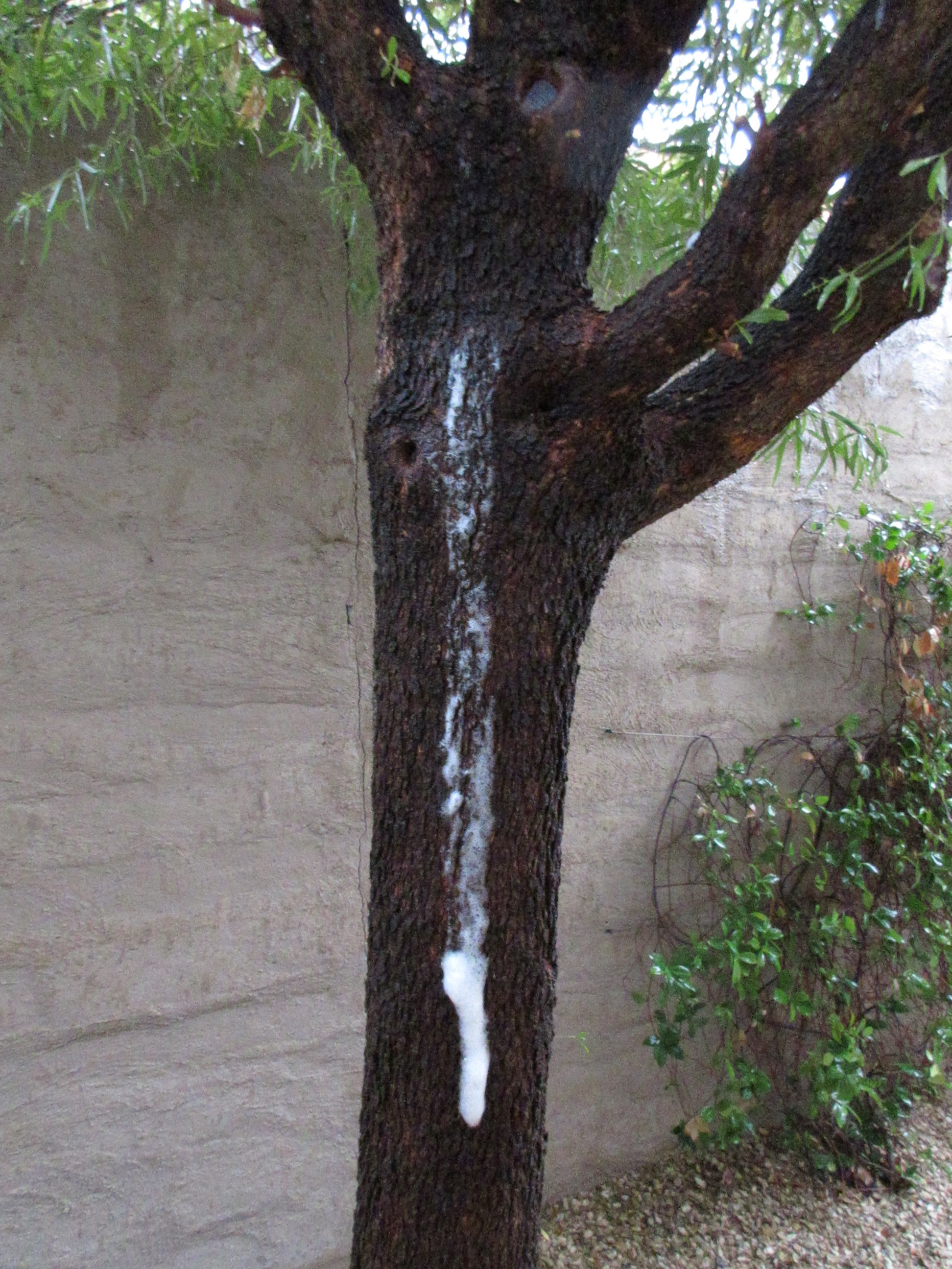 Xtremehorticulture of the Desert: Black Streak on Mesquite Tree