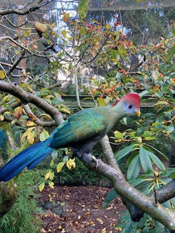 A hatching 36 years in the making: hello little red-crested turaco chick!