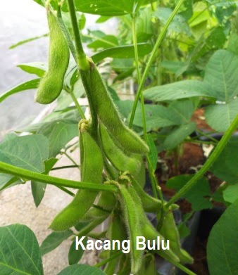 Anim Agro Technology: KACANG BULU - KINI POPULAR