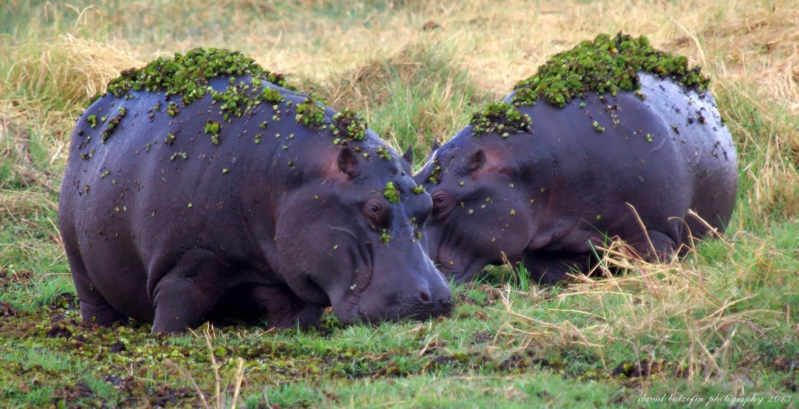 A Completely Unique Safari at Machaba Camp with the Leopard ID Project ...