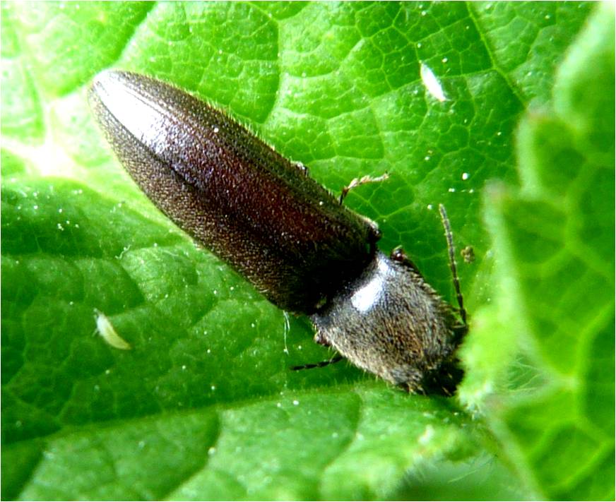 Insects of Scotland: Other Beetles