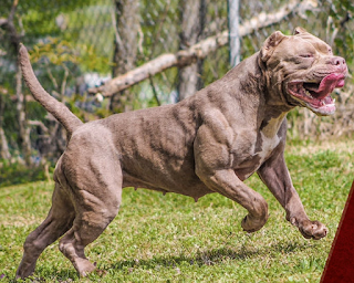 MorsoRosso: Come aumentare la massa muscolare del cane