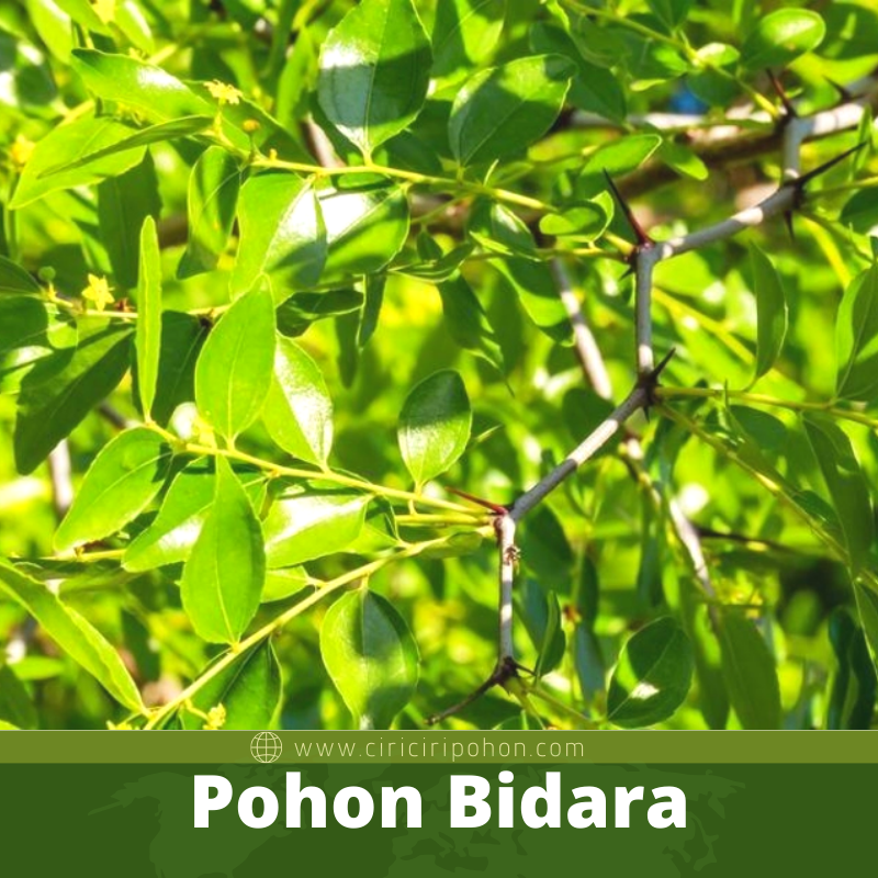 Peran Unsur Hara Bagi Pohon Bidara - Ciriciripohon.com