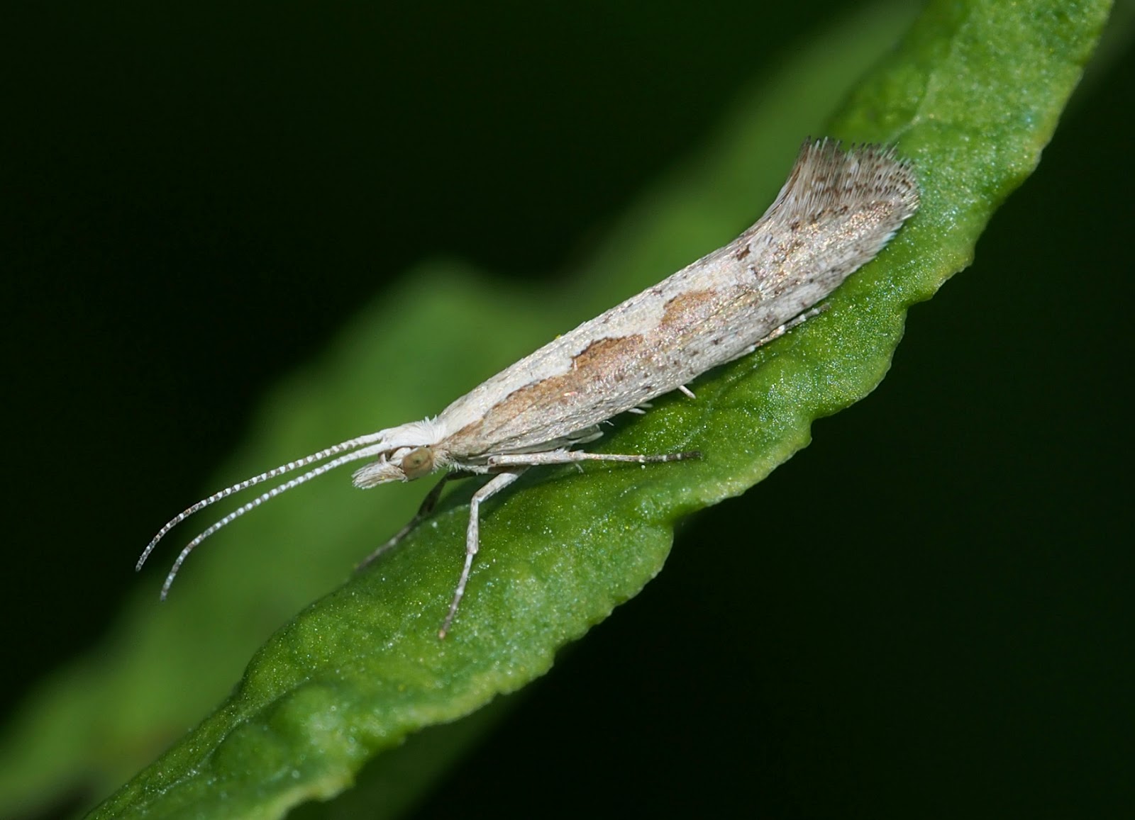 Bill's Birding: Diamond-back Moths