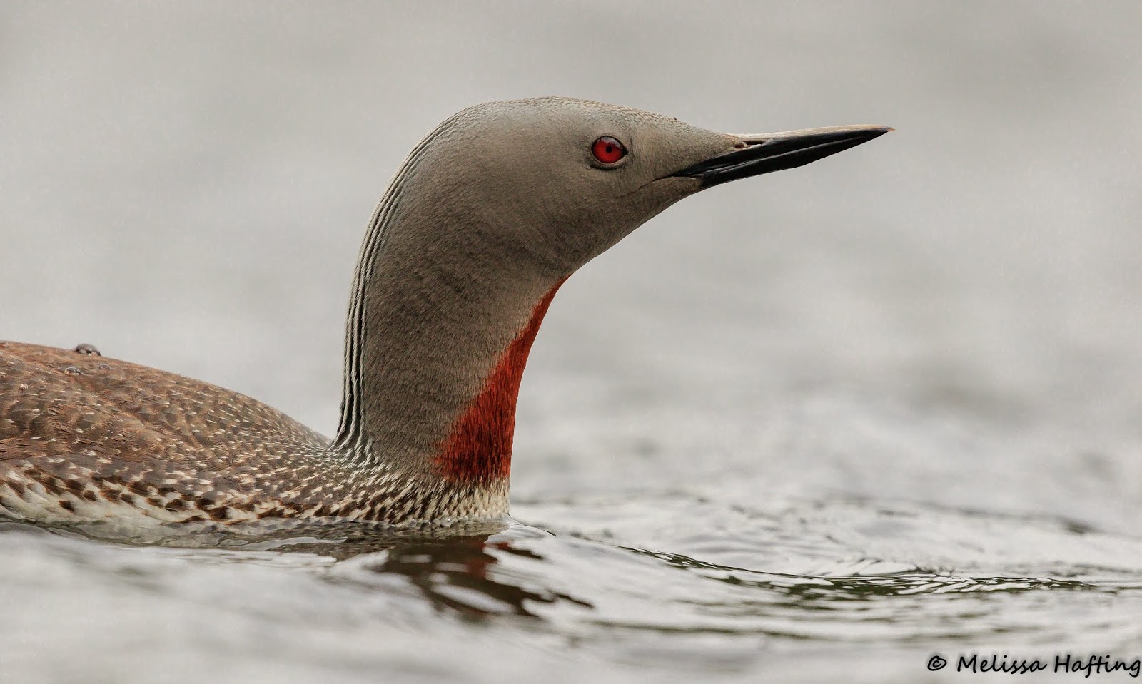 A magical moment with a Red-throated Loon