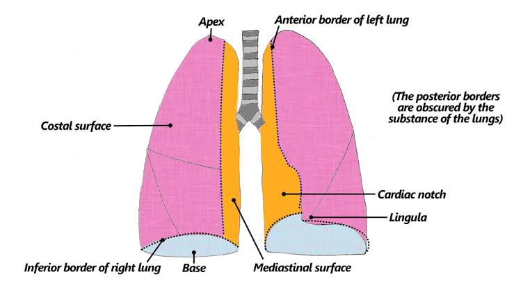 سِرو ۔ ڦڦڙي سِرو Apex ۔ Apex of the lung 💎اصغر ساگر💎 | Wellcome To My ...