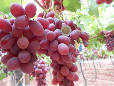 Anggur Jenis Crimson seedless | Pohon Anggur Genjah