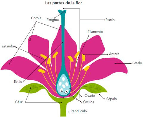 Partes de una Flor Completa